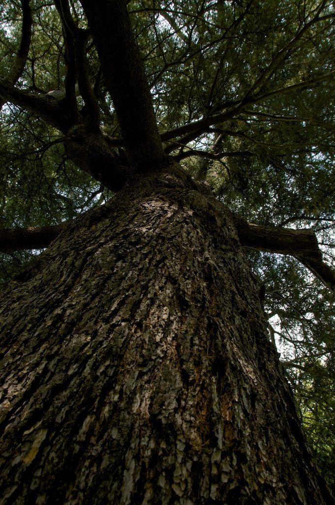 Dryburgh Abbey – The Hazel Tree