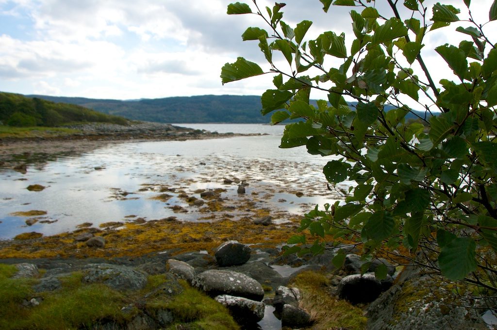 The spirit of the alder – The Hazel Tree
