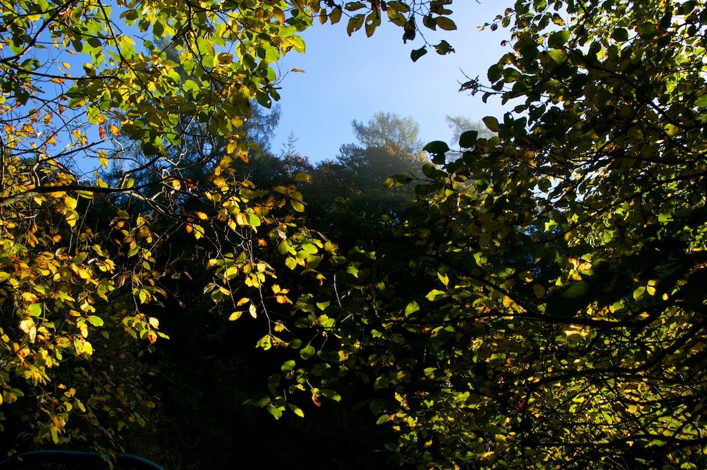 The majesty of the beech – The Hazel Tree