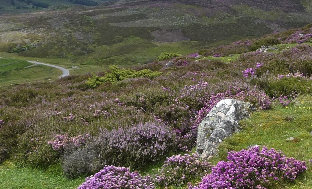 The fragrance of juniper – The Hazel Tree