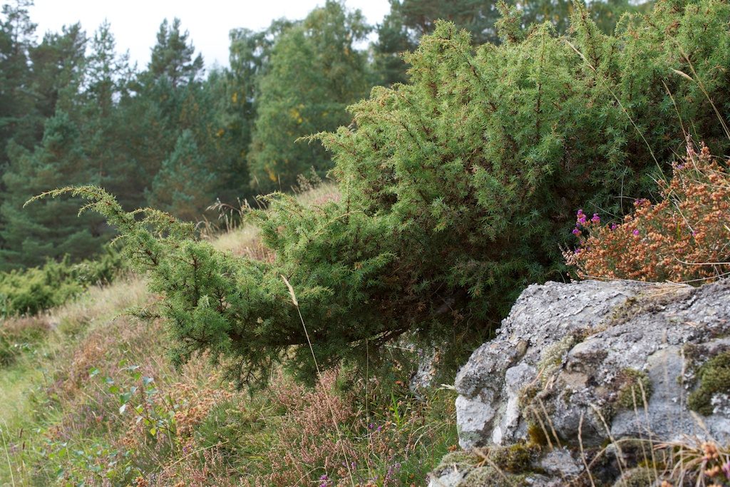 The fragrance of juniper – The Hazel Tree