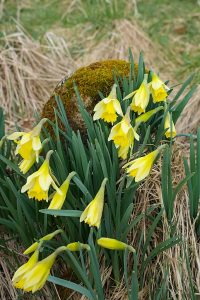 St Mary’s Church, Grandtully – The Hazel Tree