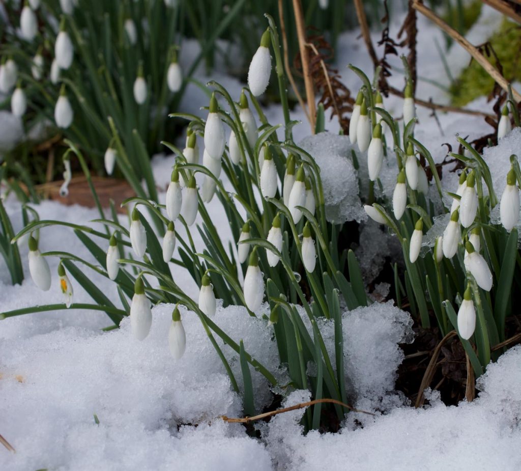 Snowdrops: welcome signs of spring – The Hazel Tree