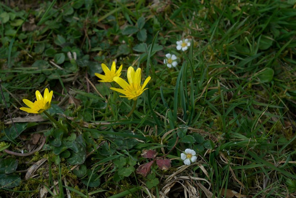 Lesser celandine: greeting the sun – The Hazel Tree