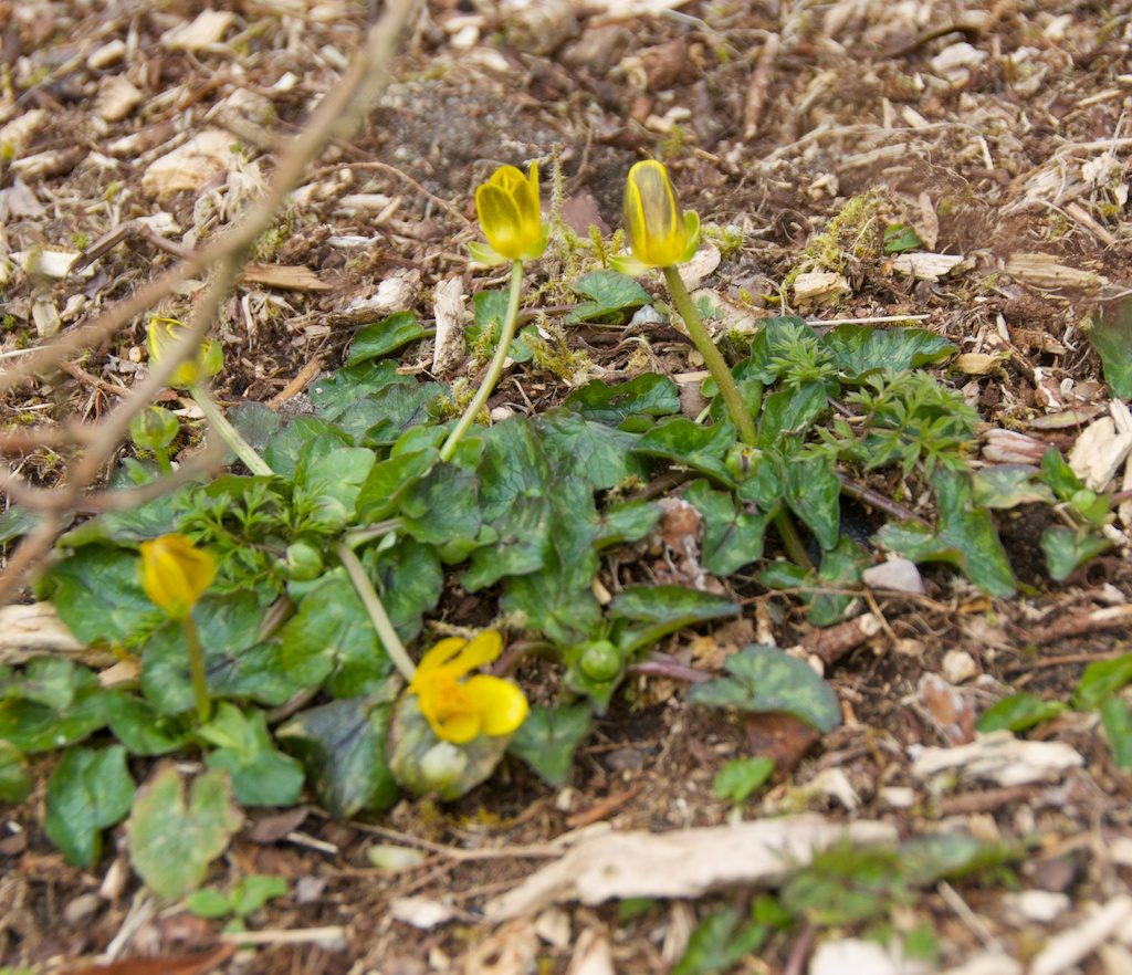 Lesser celandine: greeting the sun – The Hazel Tree