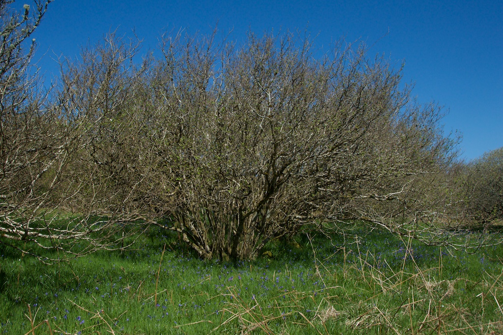 A wand of hazel – The Hazel Tree