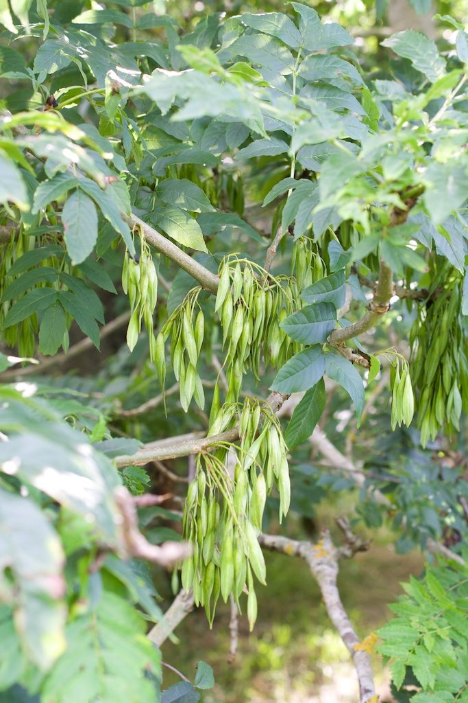 The fire of the ash – The Hazel Tree