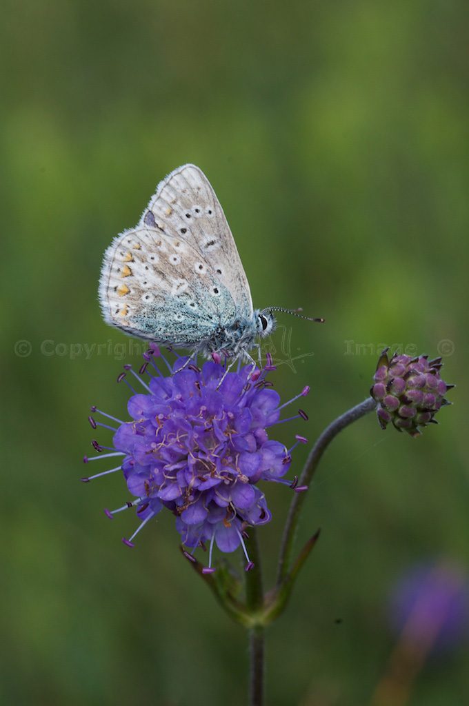 Devil’s-bit scabious – The Hazel Tree
