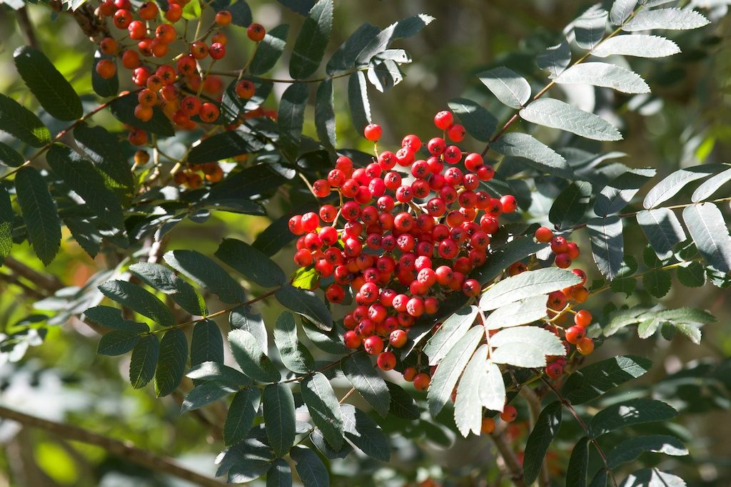 The enchantment of the rowan – The Hazel Tree