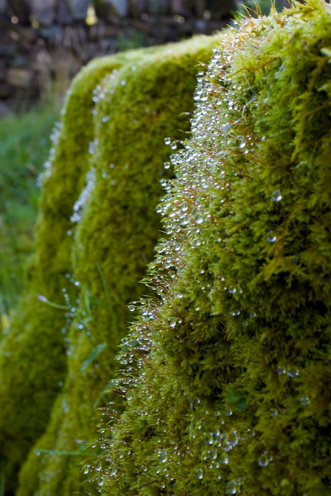 kilmorie-graveyard-moss – The Hazel Tree
