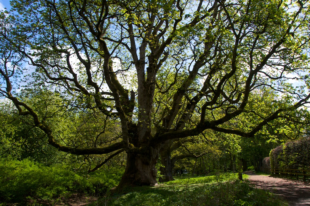 Sycamore: colonist or custodian? – The Hazel Tree