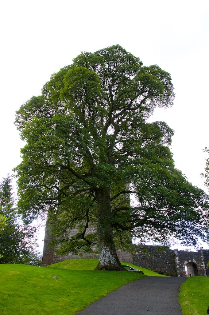 Sycamore: colonist or custodian? – The Hazel Tree