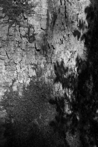 Sycamore: colonist or custodian? – The Hazel Tree