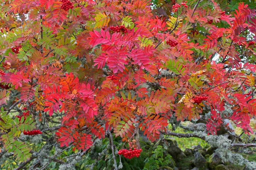 12 Trees in Autumn – The Hazel Tree