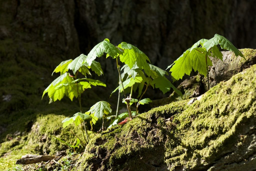 Sycamore: colonist or custodian? – The Hazel Tree