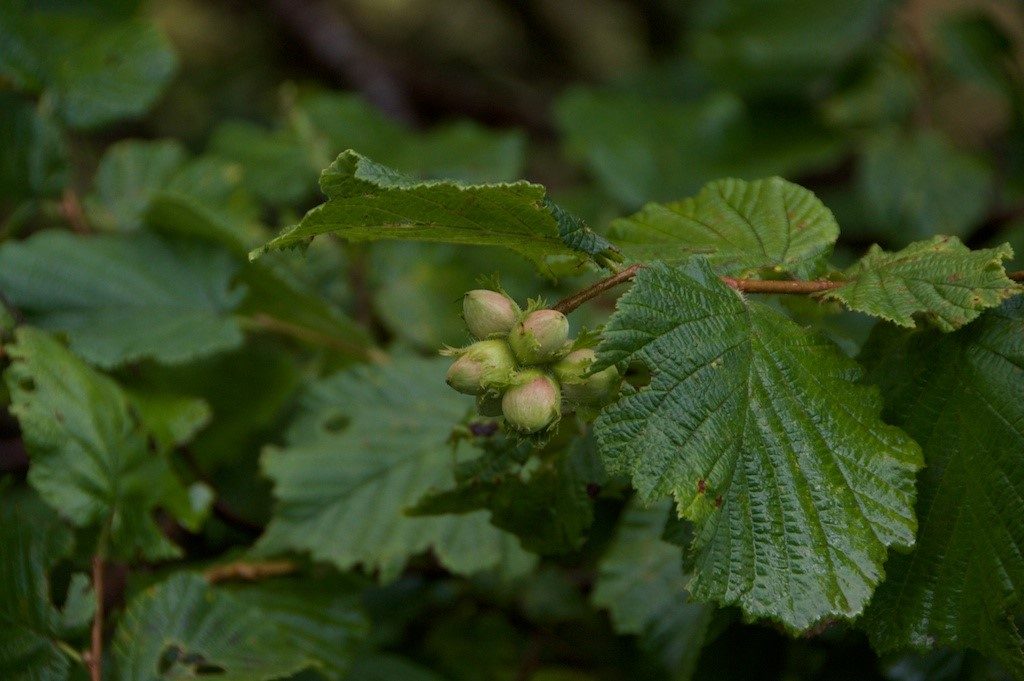 About The Hazel Tree – The Hazel Tree