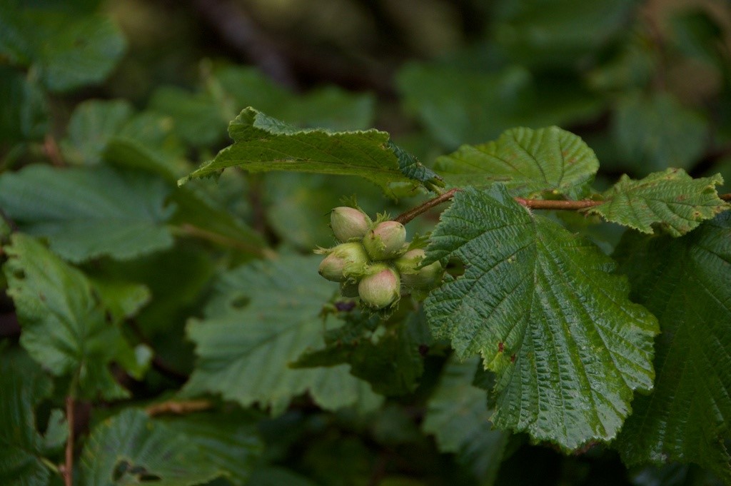 About The Hazel Tree – The Hazel Tree