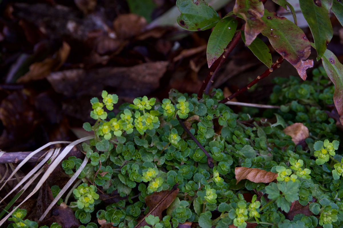 Golden saxifrage – The Hazel Tree