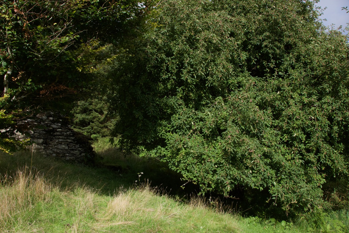 From Arichonan to Kilmory Oib – The Hazel Tree