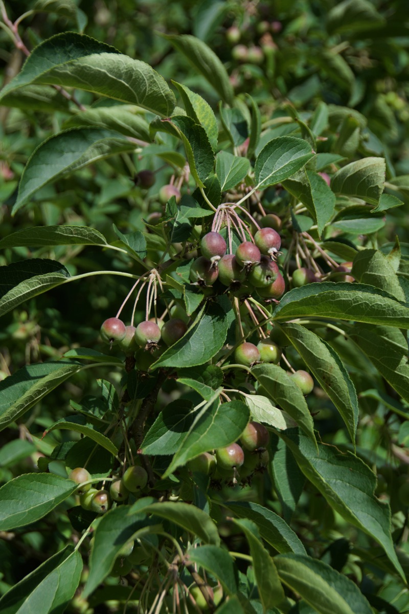From Arichonan to Kilmory Oib – The Hazel Tree