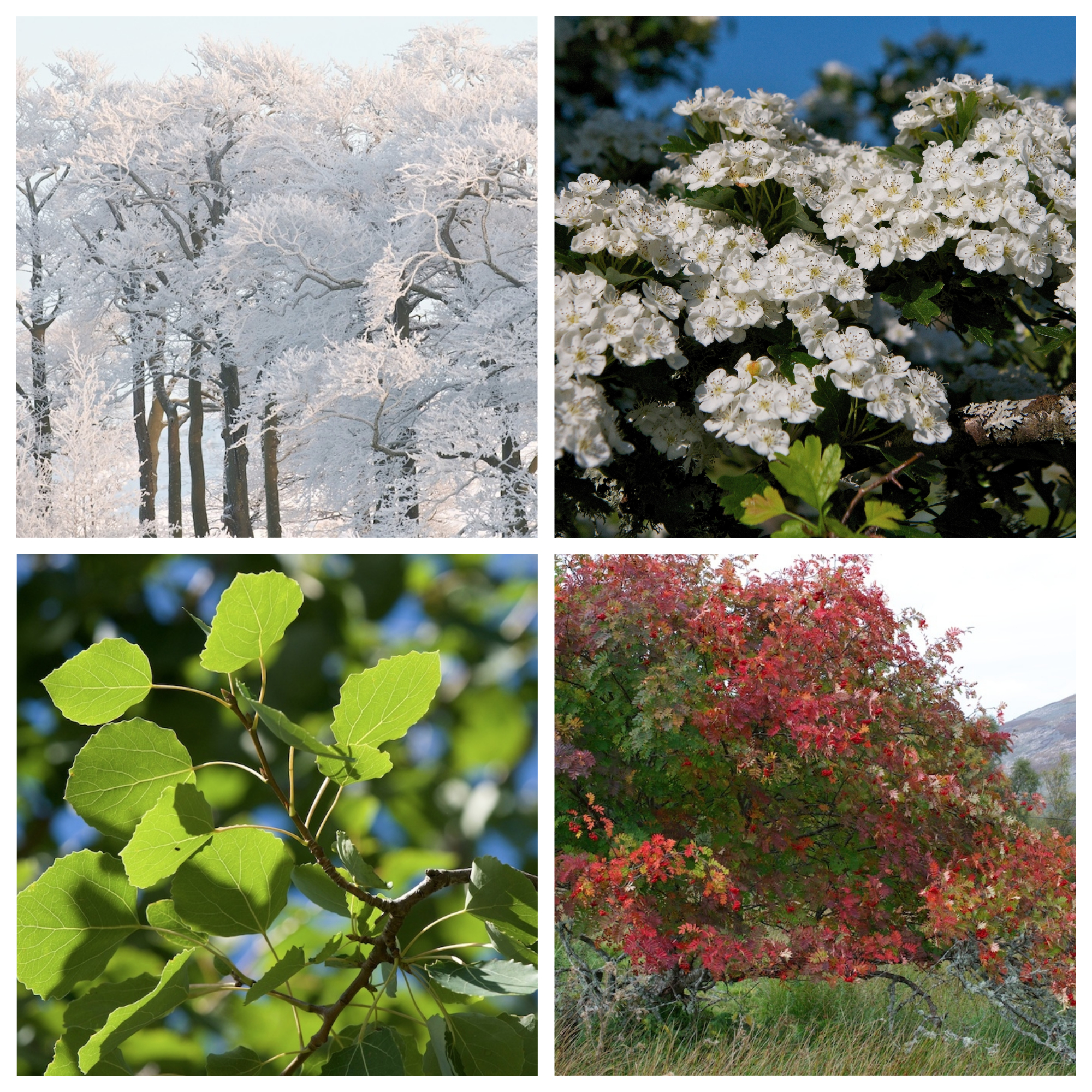 An exciting new project: a book about Britain’s trees – The Hazel Tree