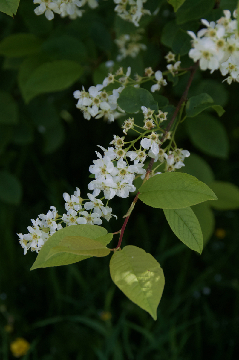 Wild cherry: the last snow of spring – The Hazel Tree