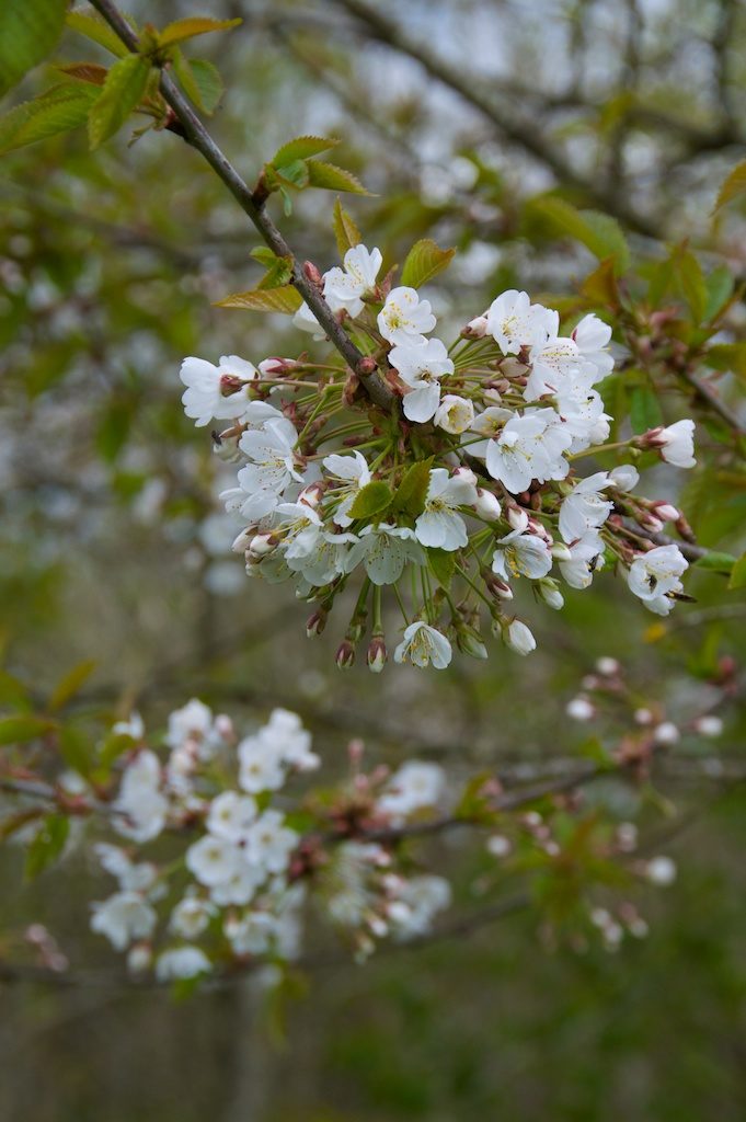 Wild cherry: the last snow of spring – The Hazel Tree
