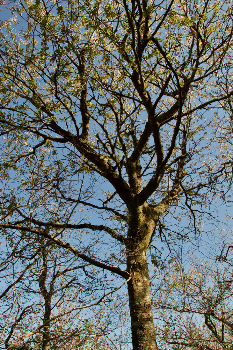 Wild cherry: the last snow of spring – The Hazel Tree