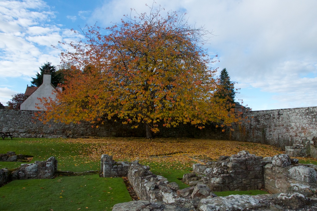 Wild cherry: the last snow of spring – The Hazel Tree