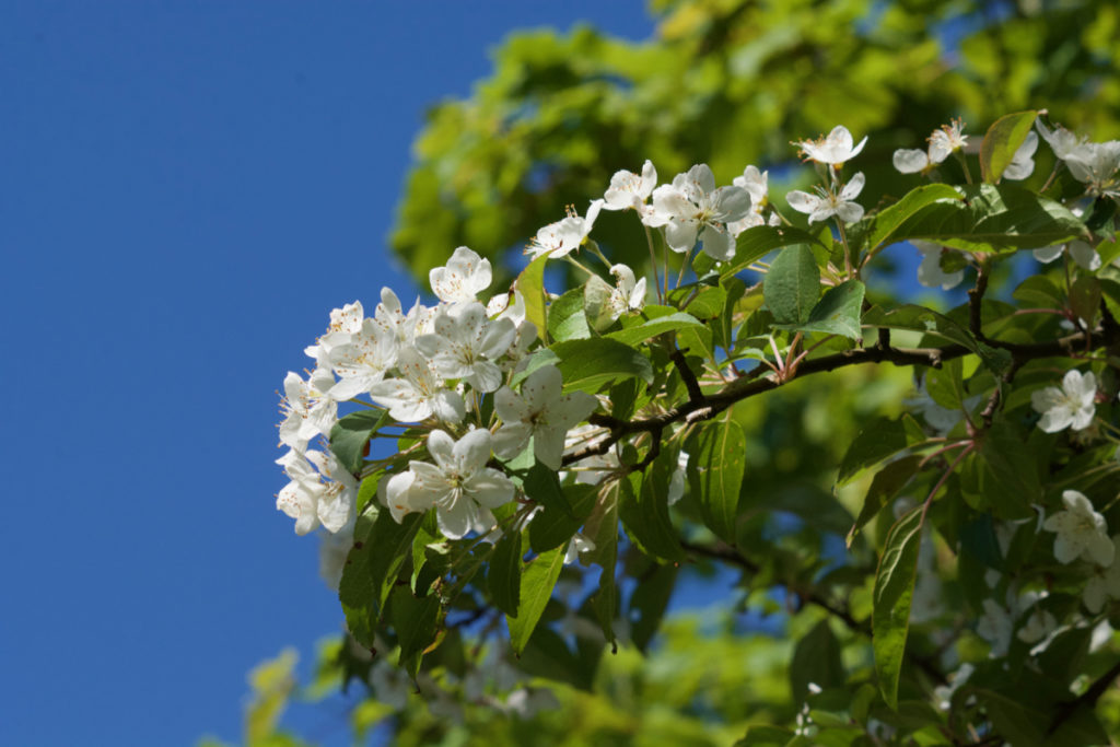 Wild cherry: the last snow of spring – The Hazel Tree