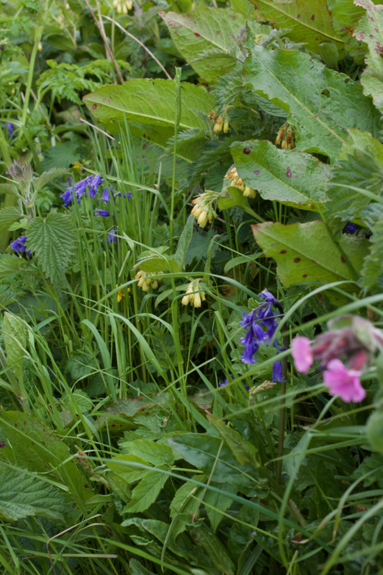 The island of Gigha – The Hazel Tree