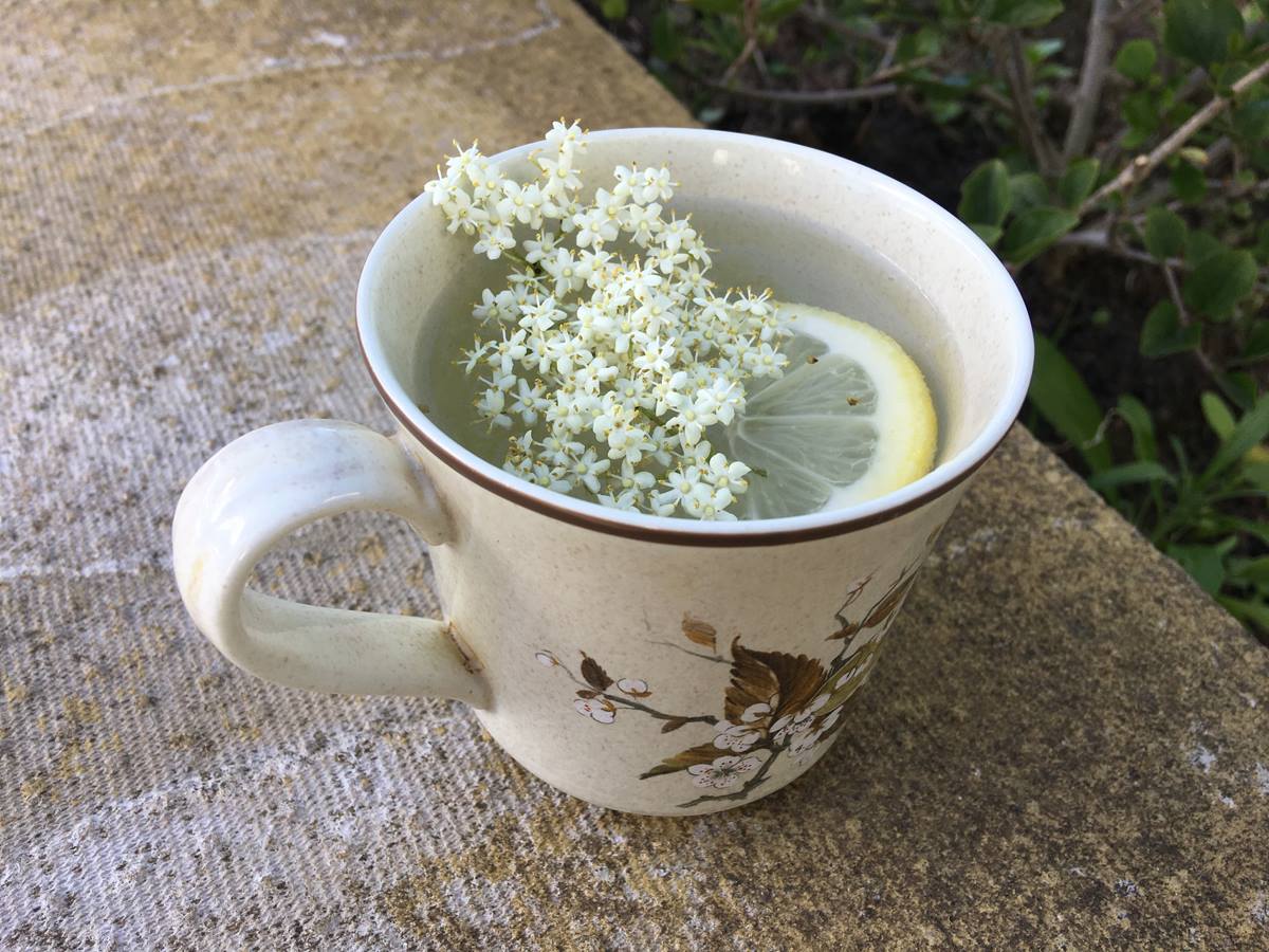 The power of the elder – The Hazel Tree