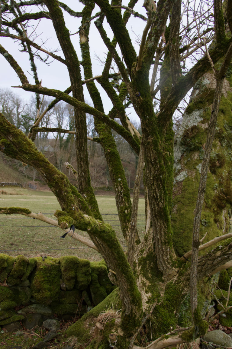 The power of the elder – The Hazel Tree