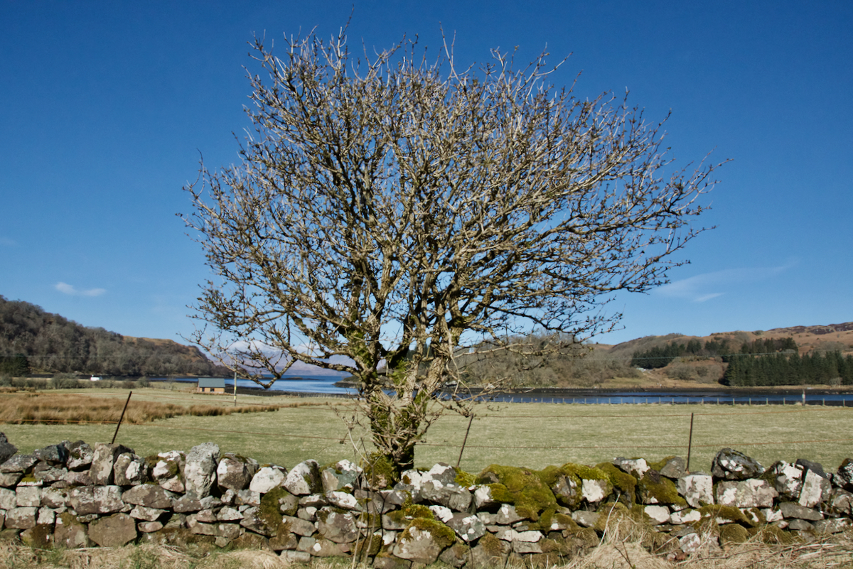 The power of the elder – The Hazel Tree