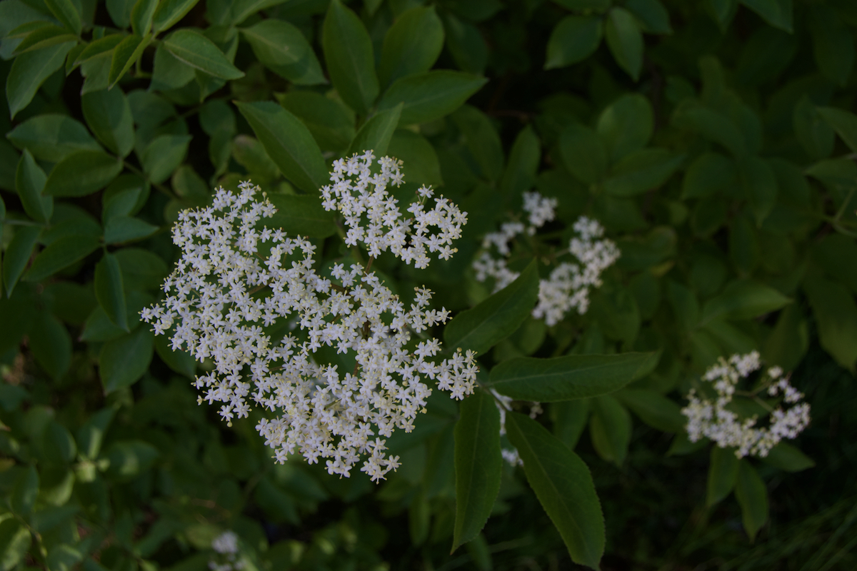 The power of the elder – The Hazel Tree