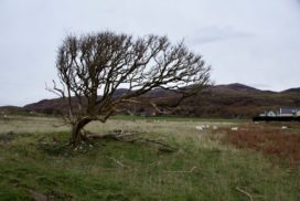 The power of the elder – The Hazel Tree