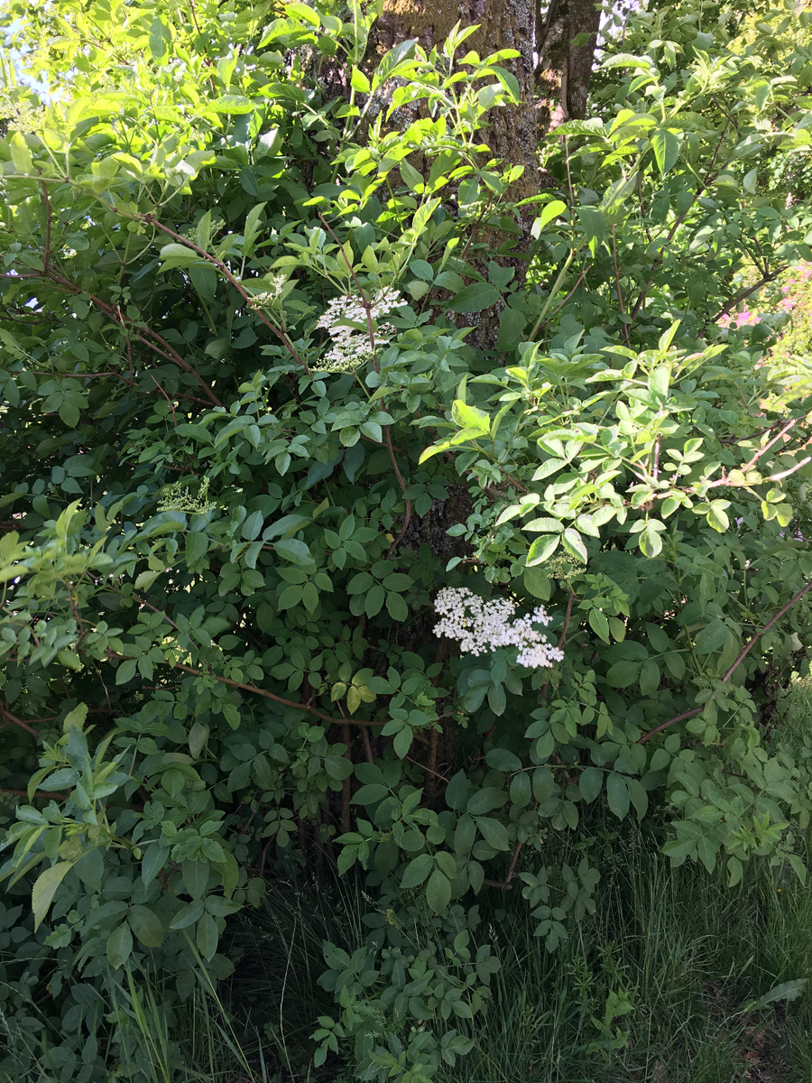 The power of the elder – The Hazel Tree