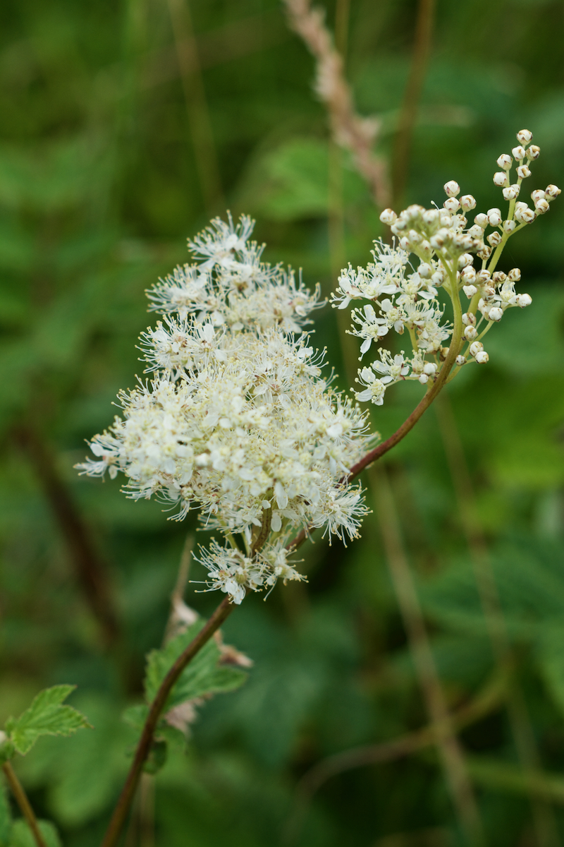 Meadowsweet – The Hazel Tree