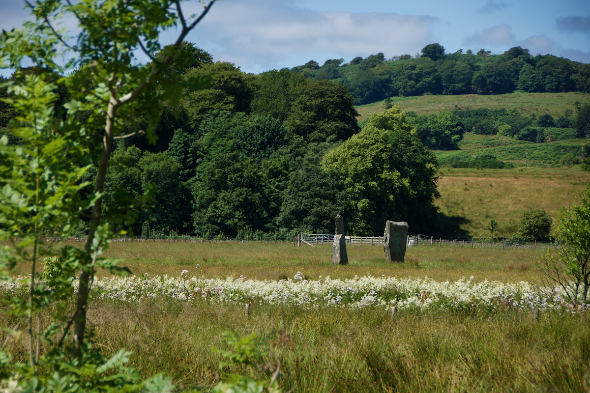 Meadowsweet – The Hazel Tree
