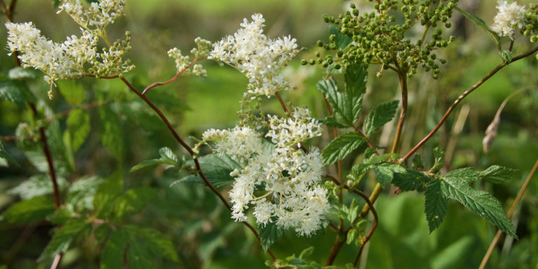 Meadowsweet – The Hazel Tree