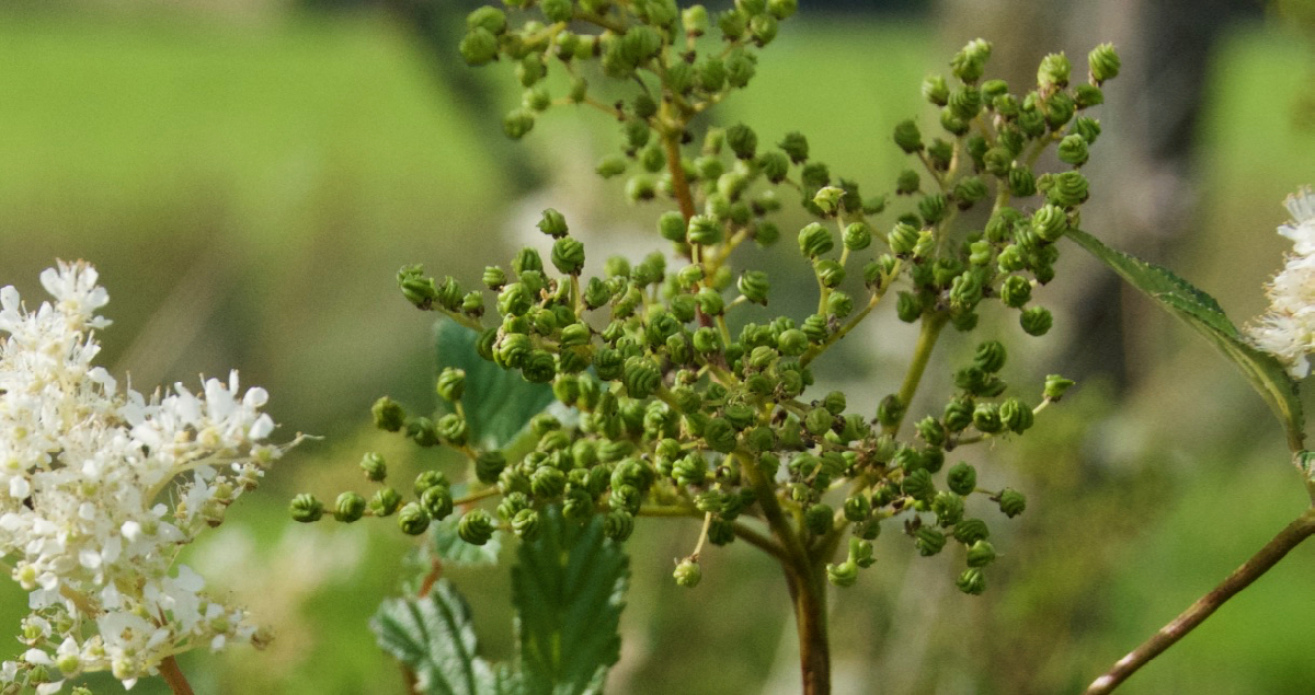 Meadowsweet – The Hazel Tree