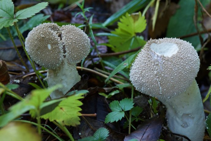 Finding the Faery Isles – The Hazel Tree