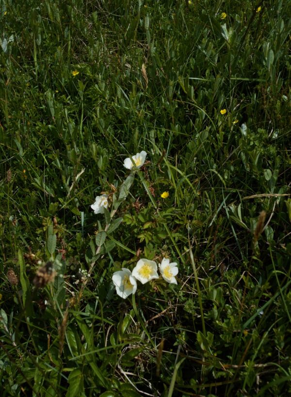 Burnet rose – The Hazel Tree