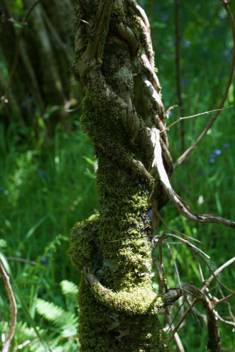 Honeysuckle – The Hazel Tree