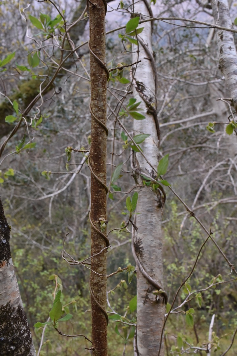 Honeysuckle – The Hazel Tree