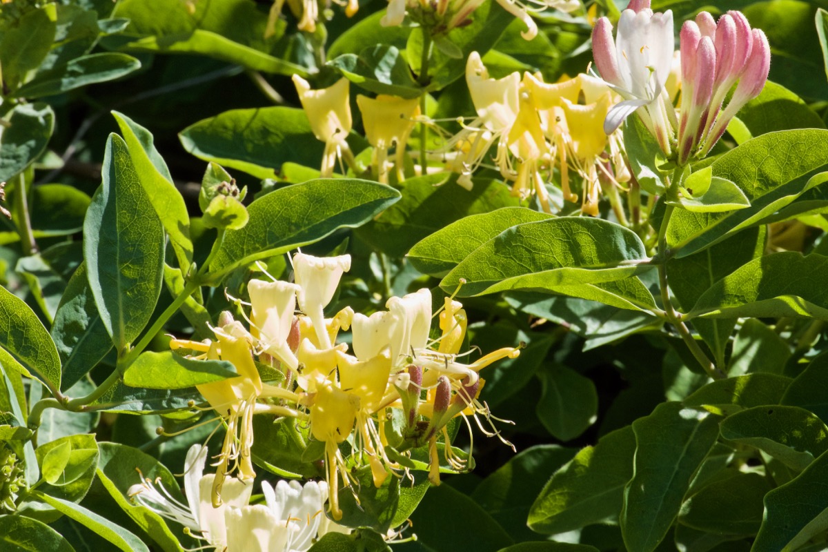 Honeysuckle – The Hazel Tree