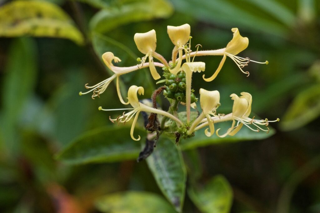 Honeysuckle – The Hazel Tree