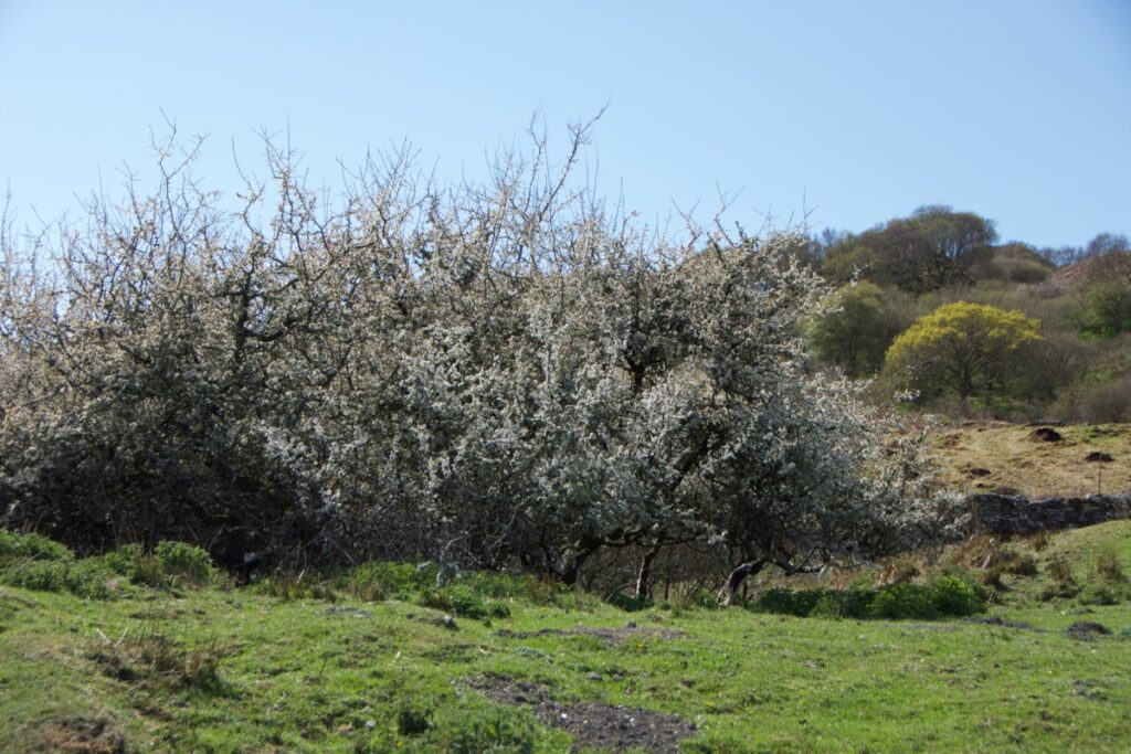 Blackthorn: the darkest wood – The Hazel Tree