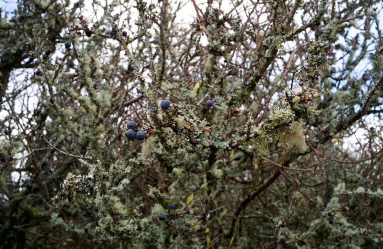 Blackthorn: the darkest wood – The Hazel Tree