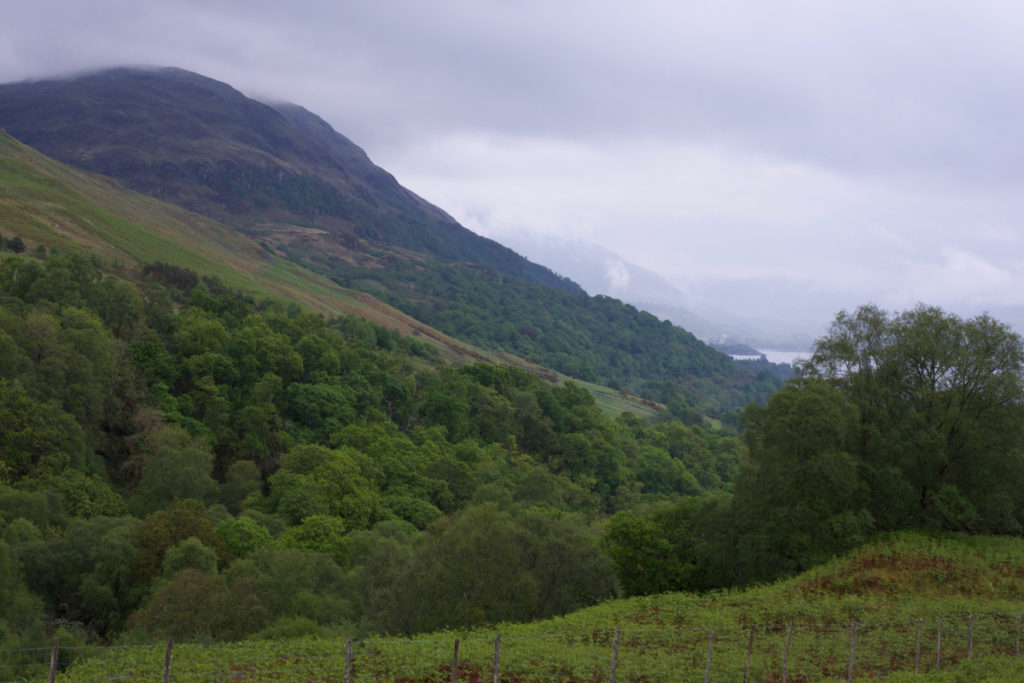 Deirdre and the Sons of Uisneach – The Hazel Tree